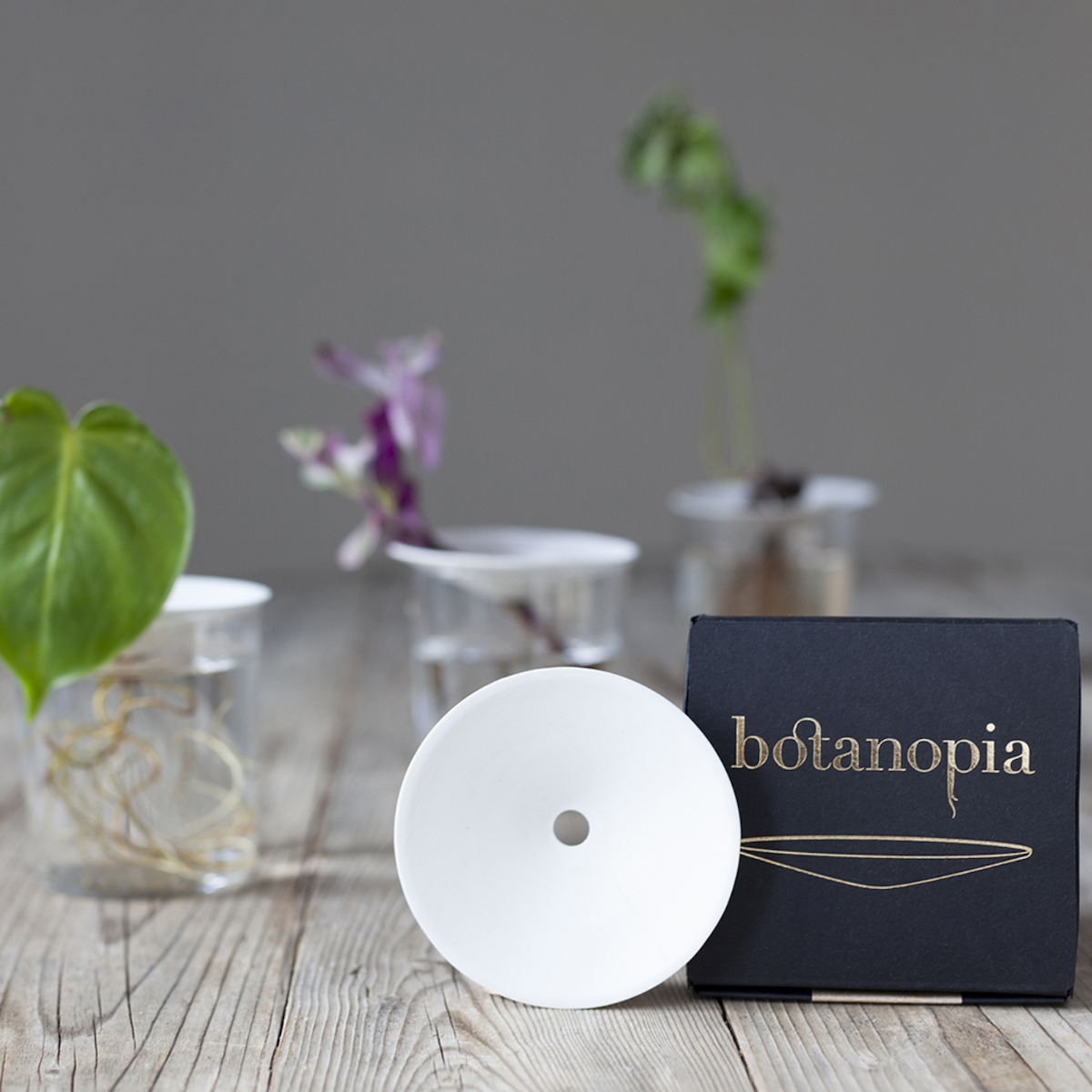 Buy germination plates at Basil & Ivy in Australia – Basilandivy